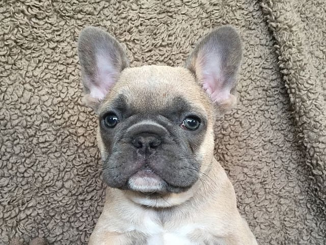 Are French Bulldogs Healthy Dogs