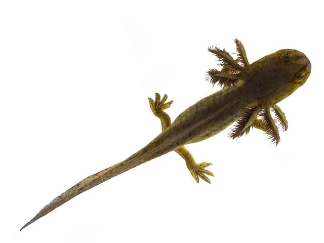 Does This Salamander Hold the Key to Regrowing Human Body Parts ...